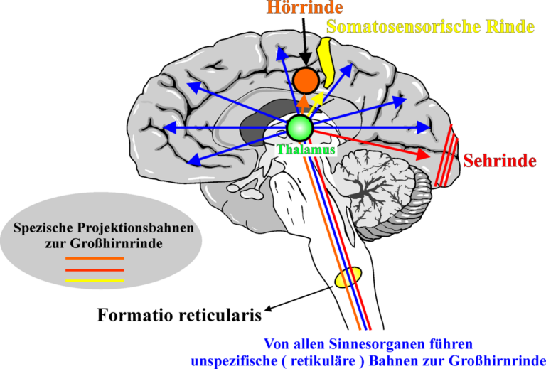 Ohr_ZNS – ROLF KRIEGER