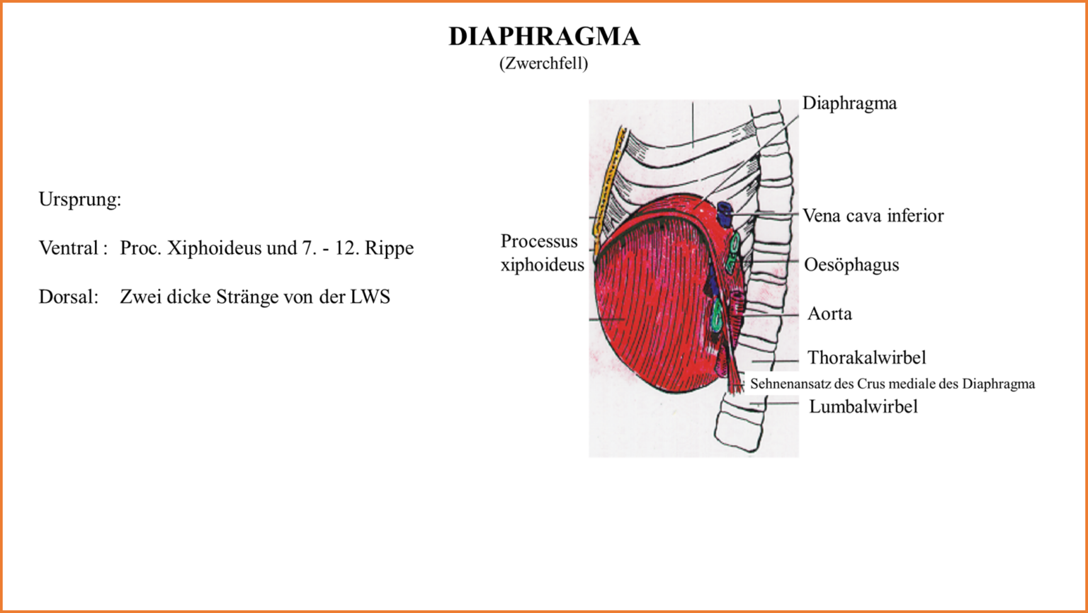 Hiatushernie – ROLF KRIEGER